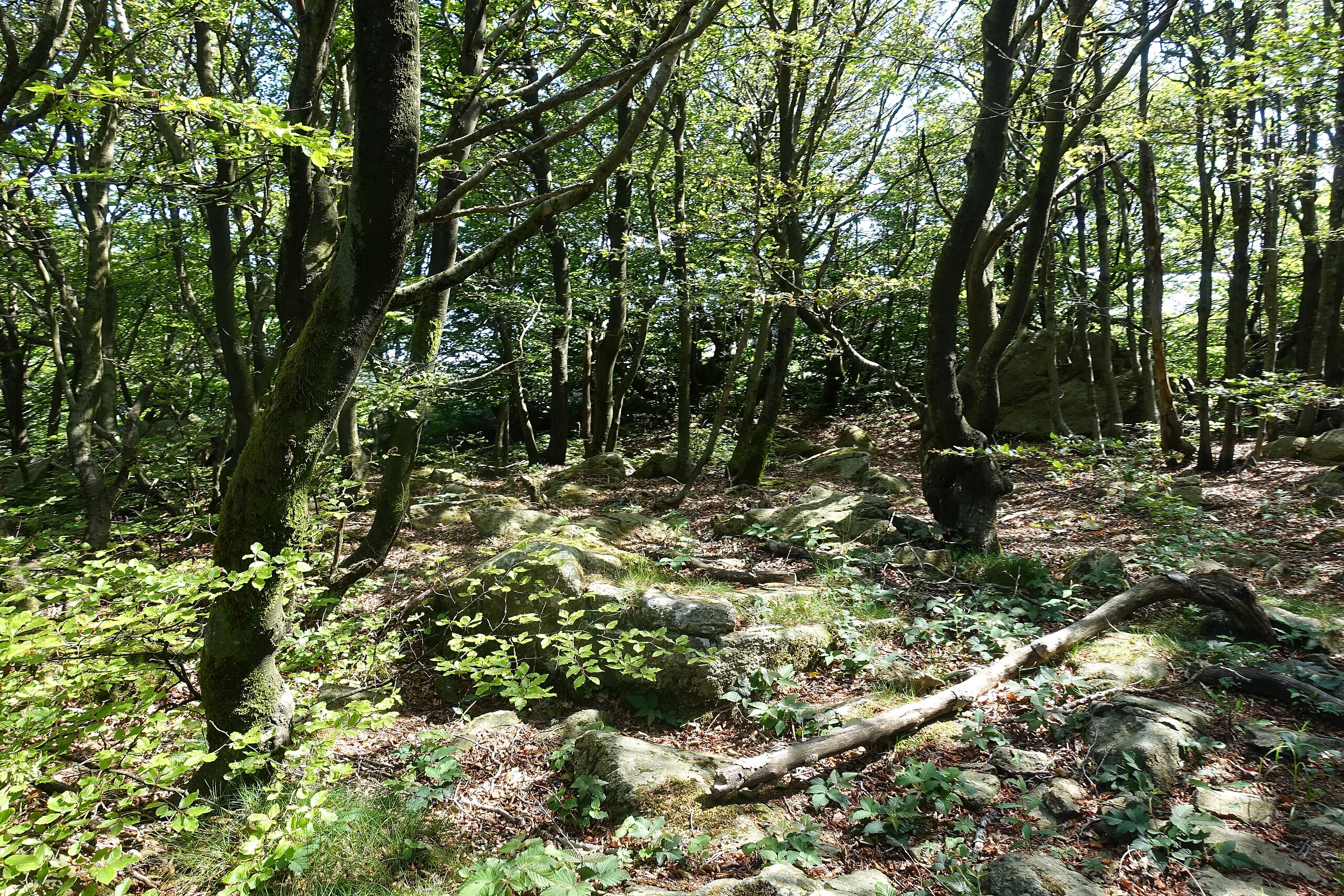 Parco Naturale Regionale del Beigua: the sky highway for Europe's ...