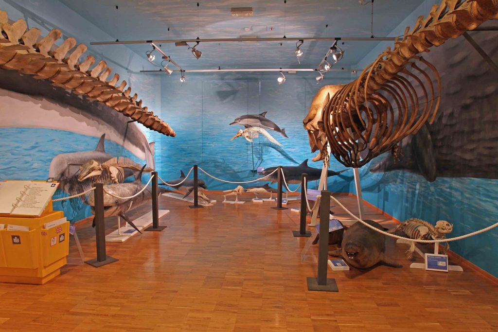 A journey through time and nature: The Civic Museum of Natural History ...